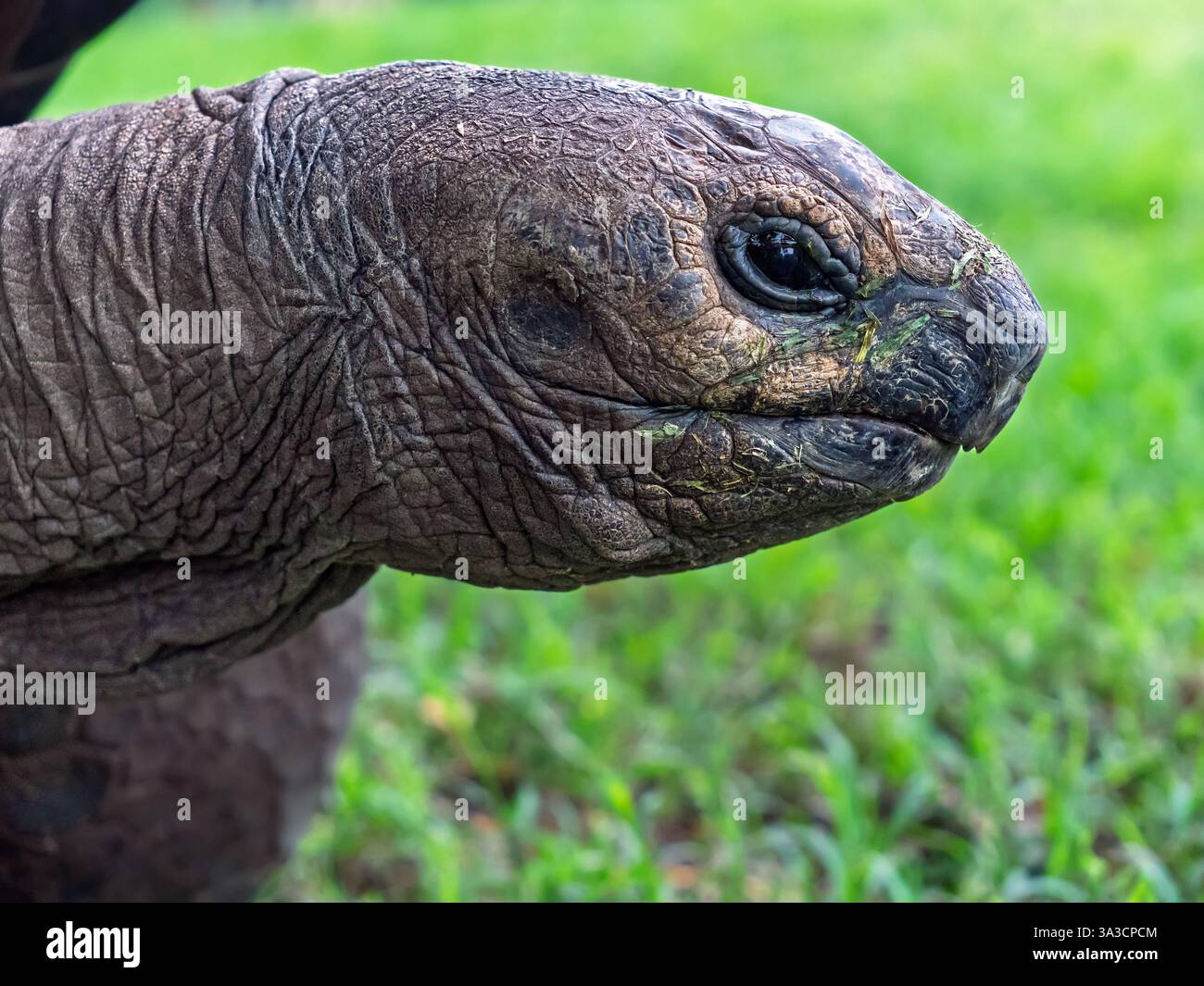Ancient wisdom: close-up profile of a galapagos tortoise.Detailed ...