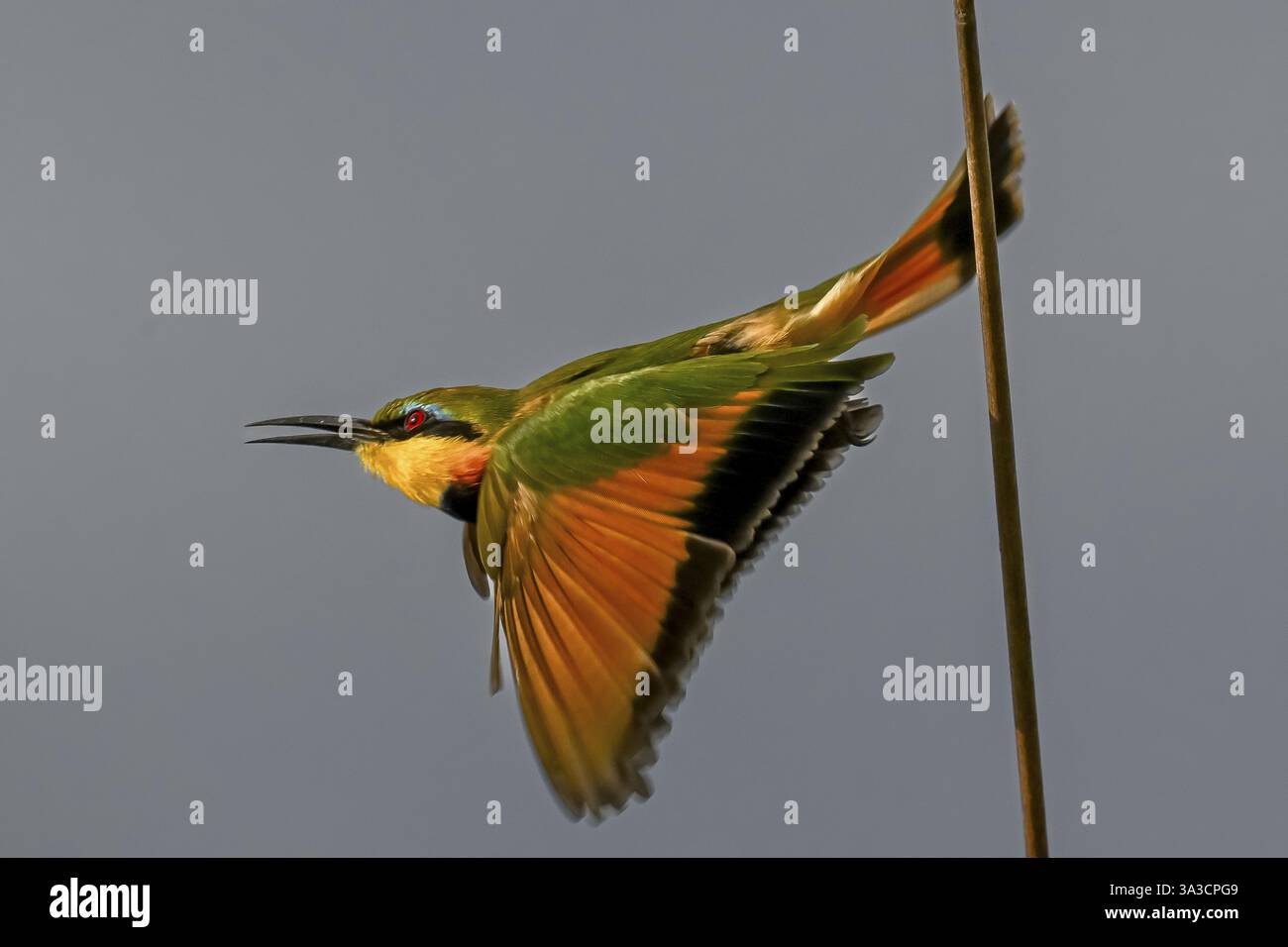 Bee-eater (Merops apiaster) flying, Moremi Game Reserve, Okavango Delta ...