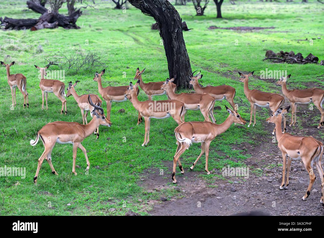 Thriving antelope population in protected savanna.Vigilant impala herd ...