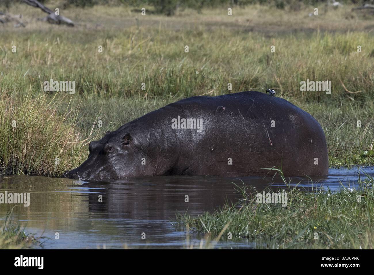 Hippopotamus (Hippopotamus amphibius) with grey kingfisher (Ceryle ...