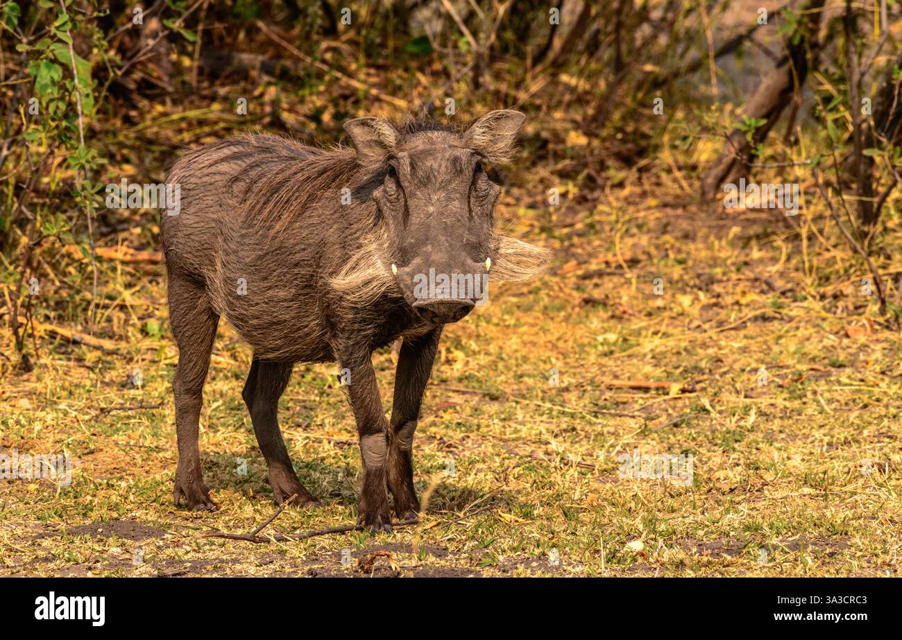 Warthog in Africa, Namibia Stock Photo - Alamy