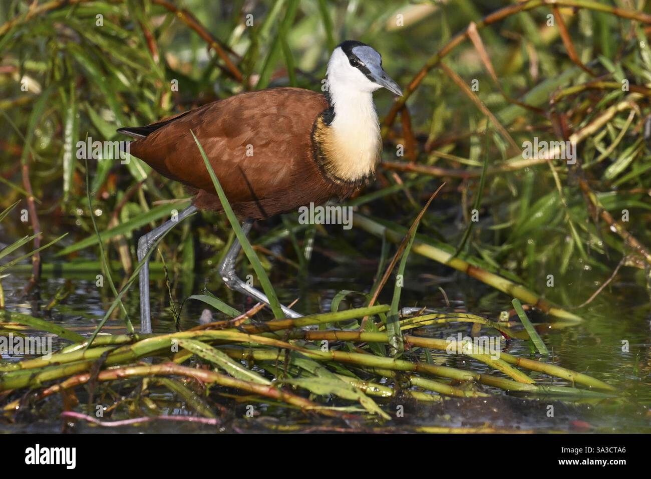 Blue-fronted Jacana Partridge, (Actophilornis africanus) Moremi Game ...