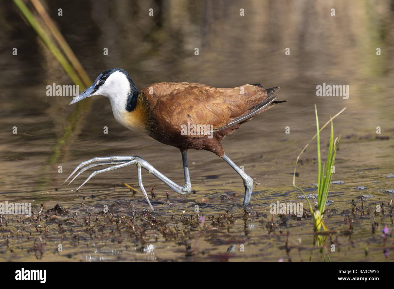 Blue-fronted Jacamar Sandgrouse (Actophilornis africanus), also known ...