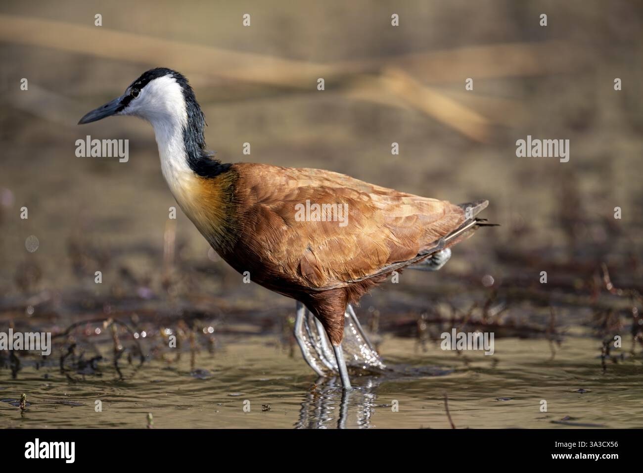 Blue-fronted Jacana Partridge, (Actophilornis africanus) Moremi Game ...