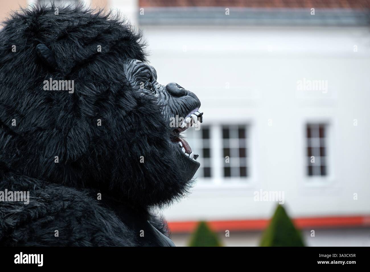 big head of an actor with gorilla costume at the carnival parade 2025 ...
