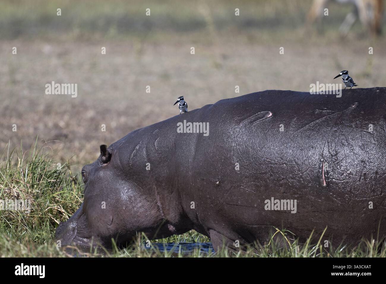 Hippopotamus (Hippopotamus amphibius) with grey kingfisher (Ceryle ...