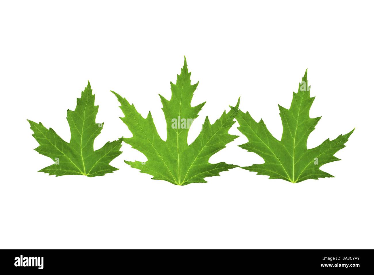 Three leaves of mapple isolated Stock Photo - Alamy