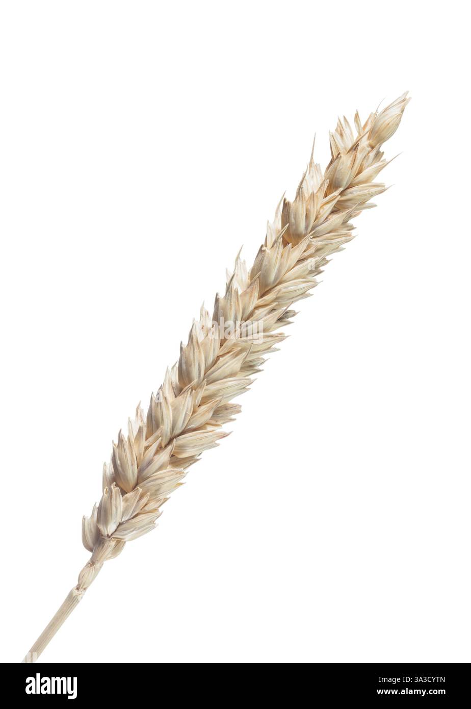 Vertical photo ear of wheat hi-res stock photography and images - Alamy