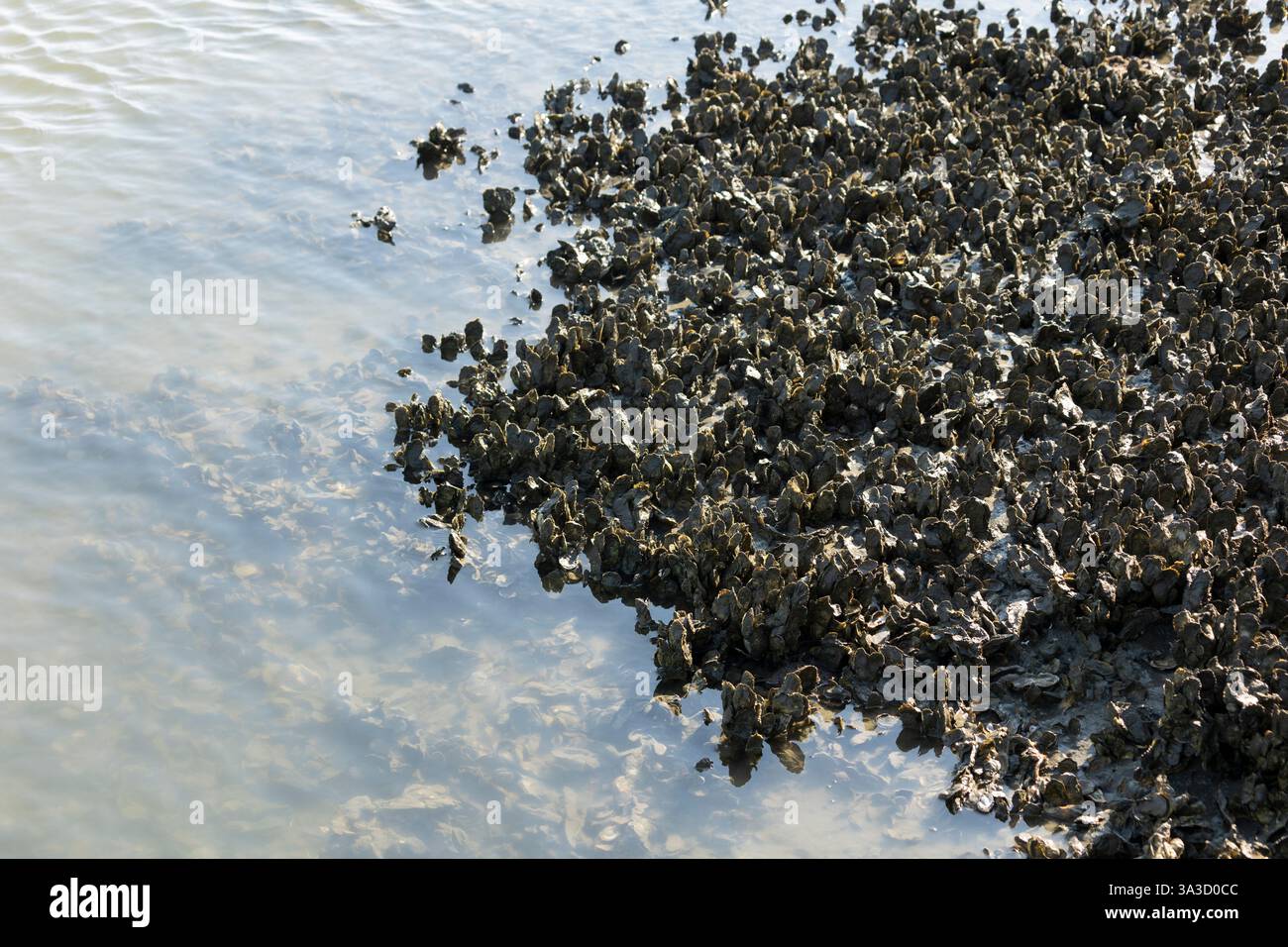 A large group of oysters cling to the mud surface in a brackish ...
