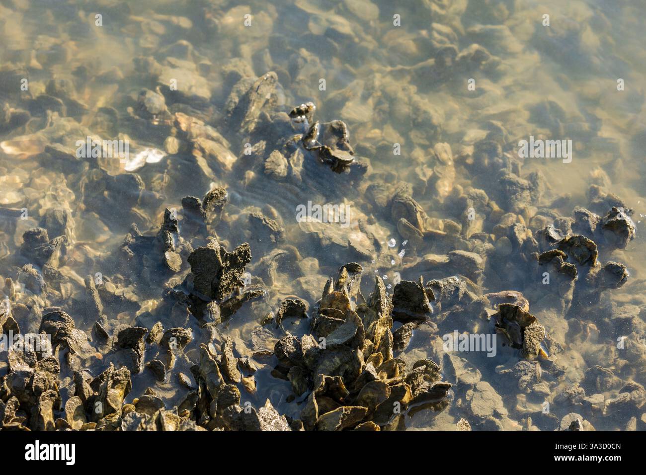 A stream of filtered water comes out of a live oyster at the edge of an ...