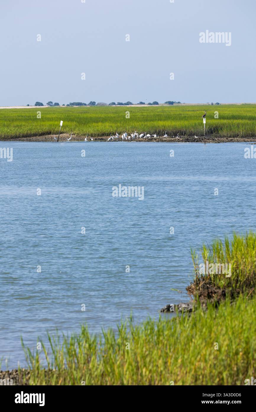 Group along wetland hi-res stock photography and images - Alamy