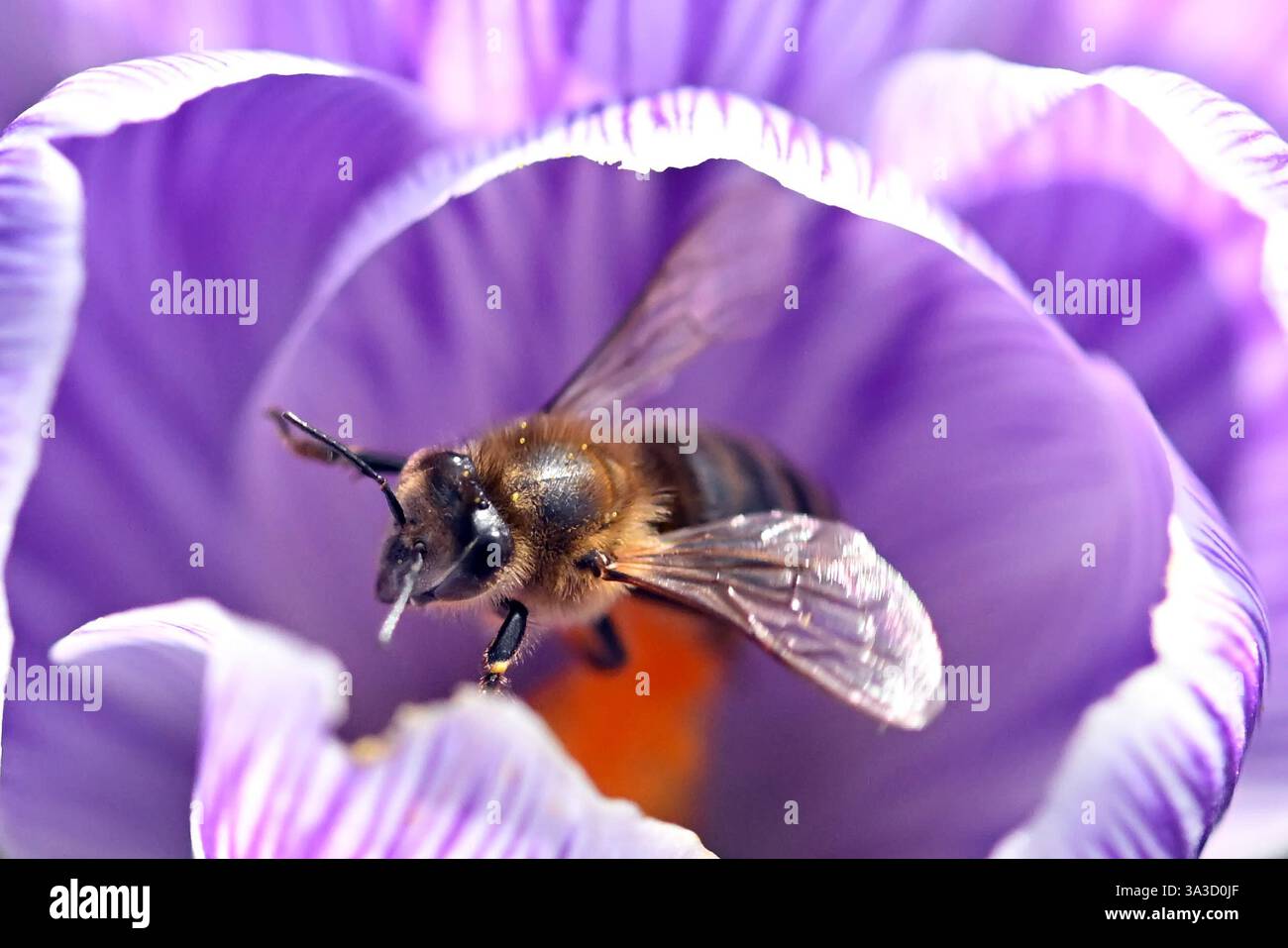 March 15, 2025, Liberec, Czech Republic: A bee diligently gathers ...