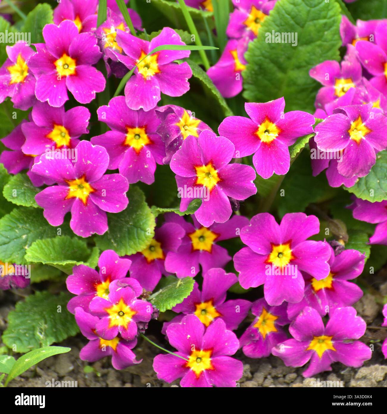 Primula vulgaris - an early spring flower, primrose Stock Photo - Alamy
