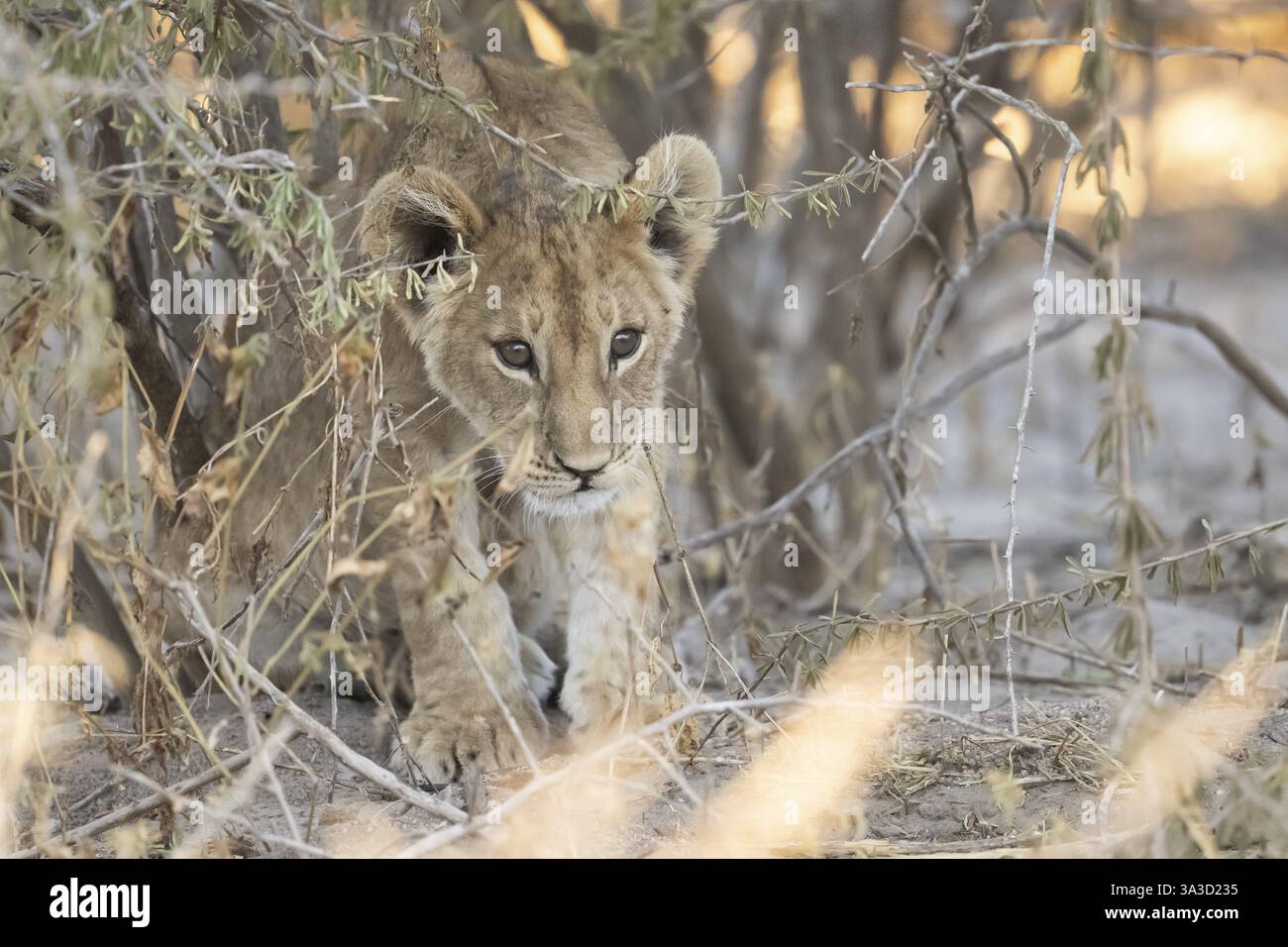 Lion cub (Panthera leo juvenil) hiding in bush thicket, Hyena pan ...