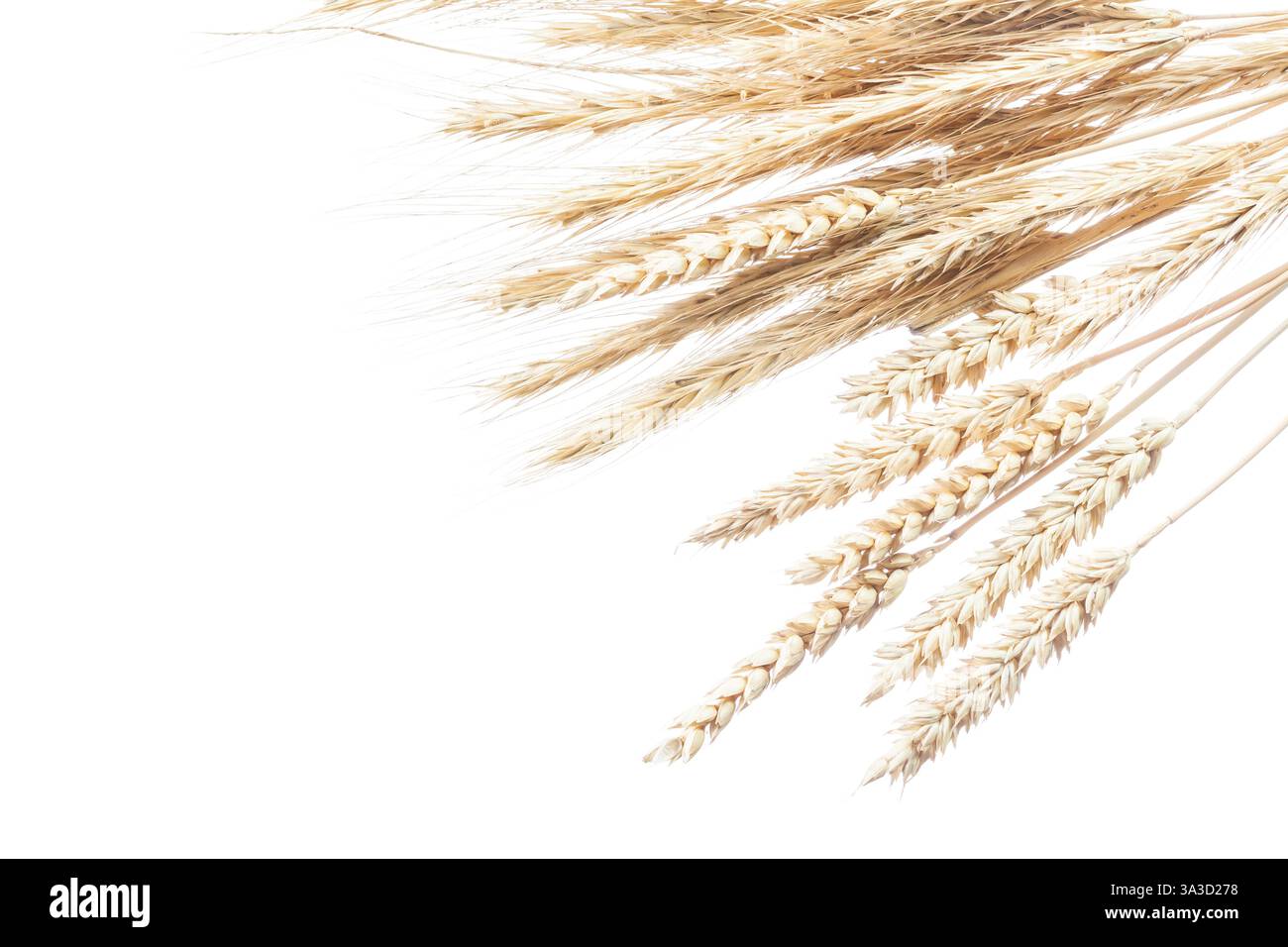 Wheat and rye ears isolated on white Stock Photo - Alamy