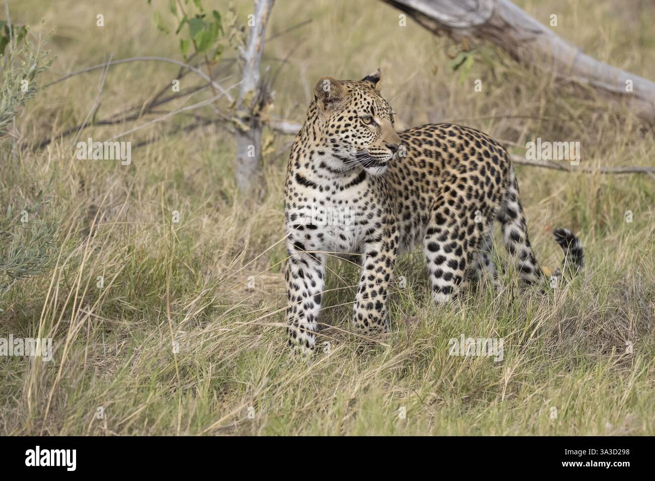 Leopard (Panthera pardus) female, Moremi Game Reserve, Okavango Delta ...