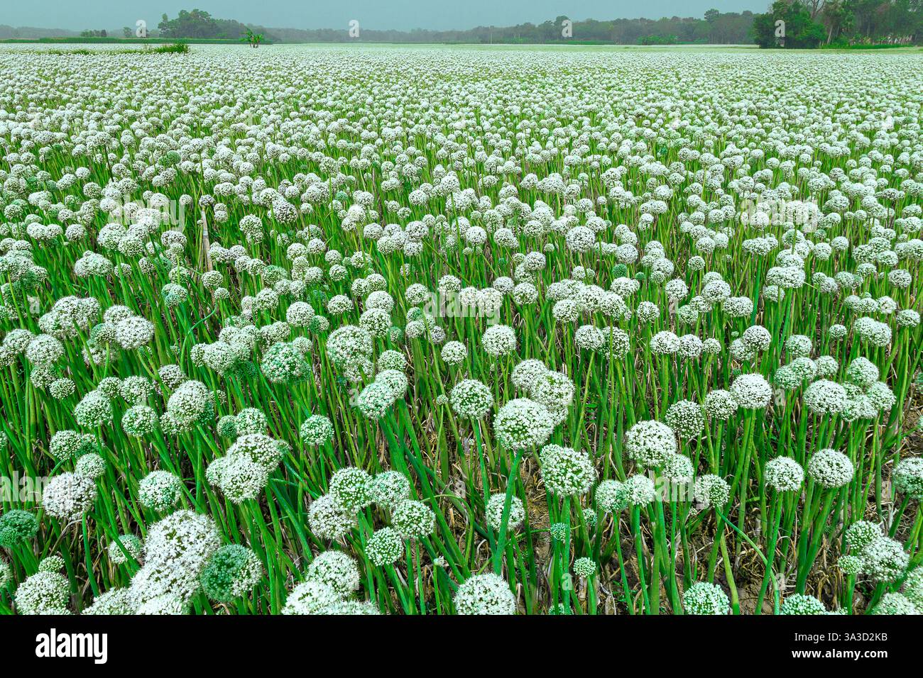 High yield onion varieties hi-res stock photography and images - Alamy
