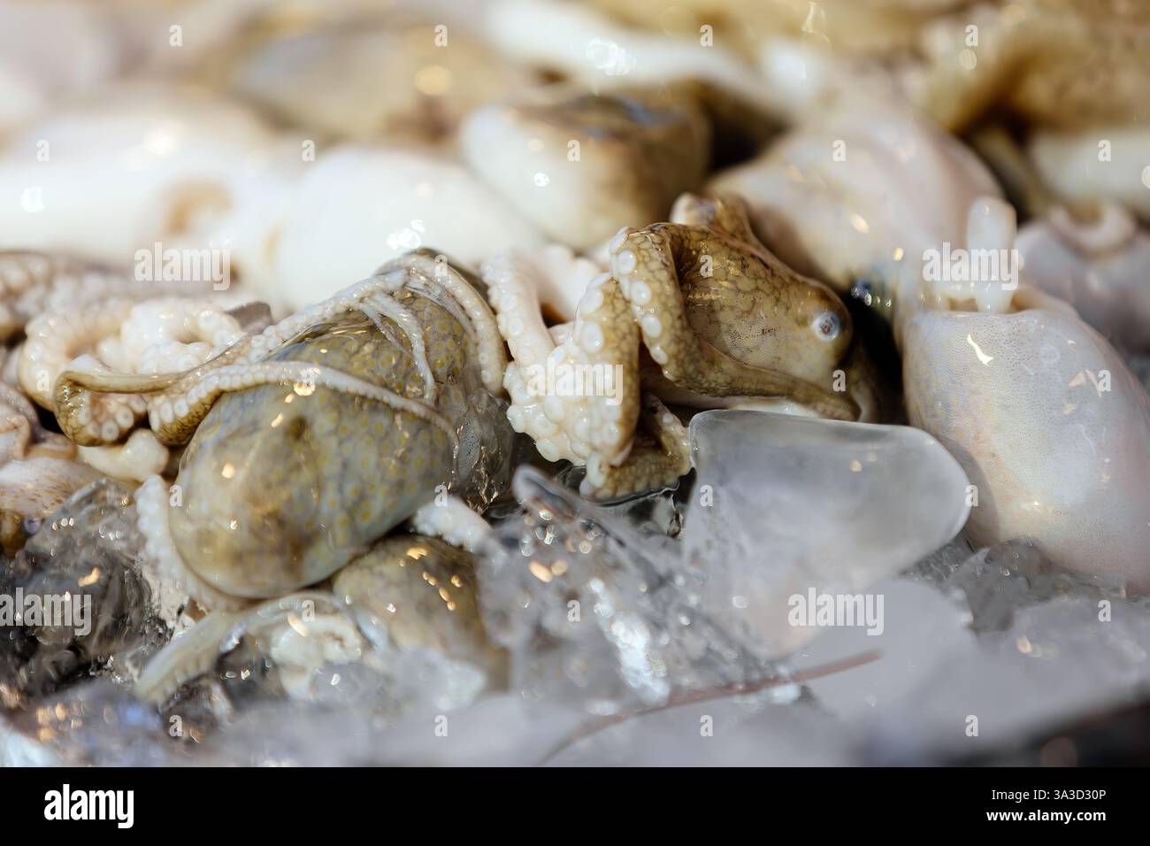 Close-up of fresh and chilled seafood displayed on store shelves ...