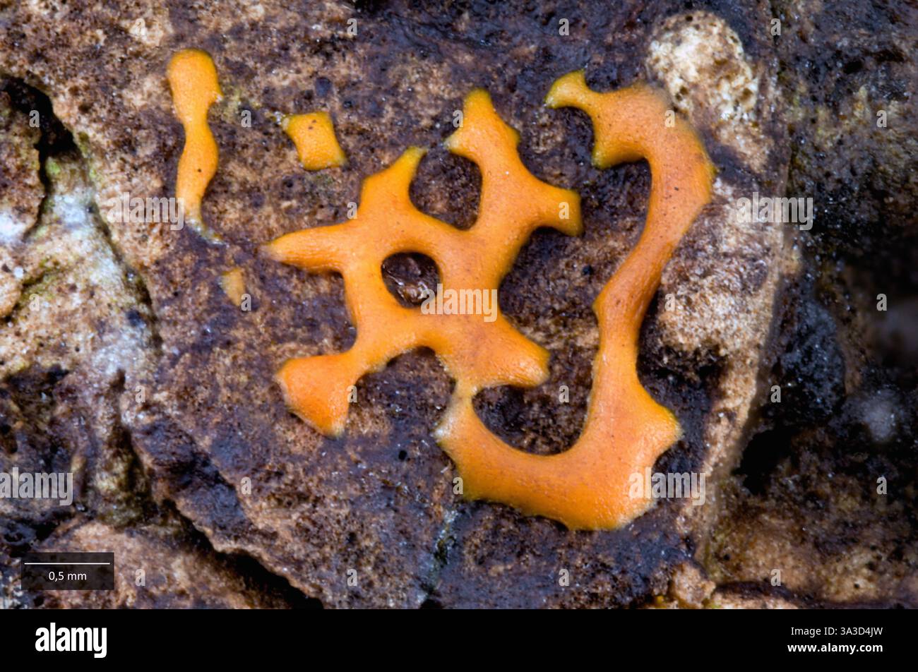 Plasmodium of slime mould growing from Bark collected in southern ...