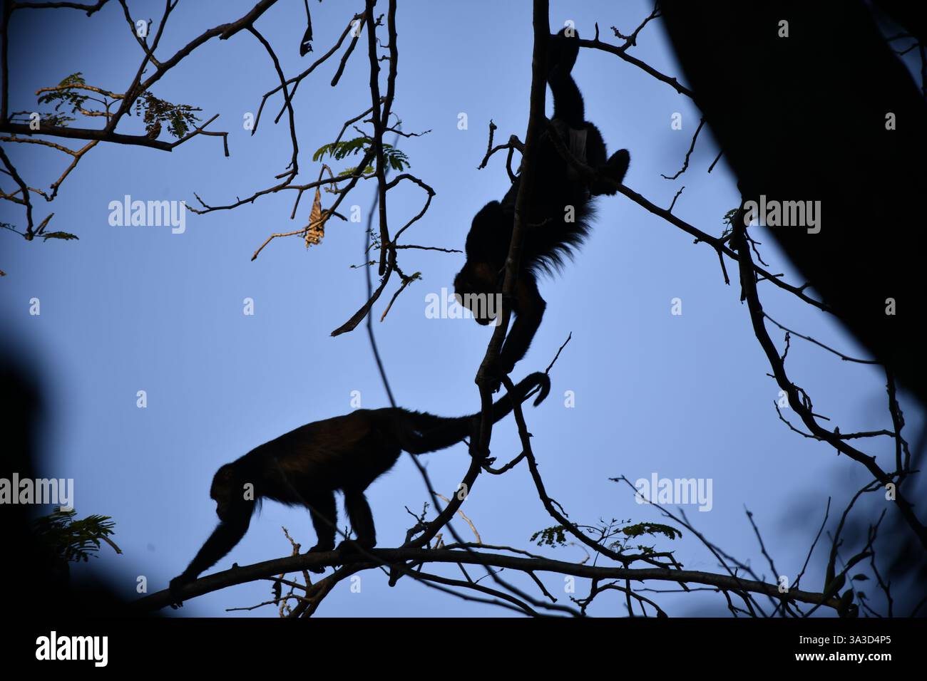 Silhouettes of two howler monkeys descending tree in Costa Rican jungle ...