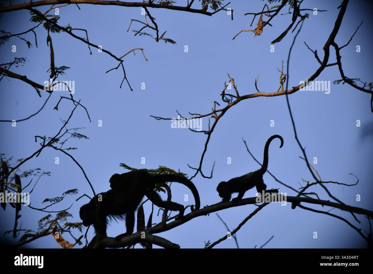Silhouettes of two howler monkeys descending tree in Costa Rican jungle ...