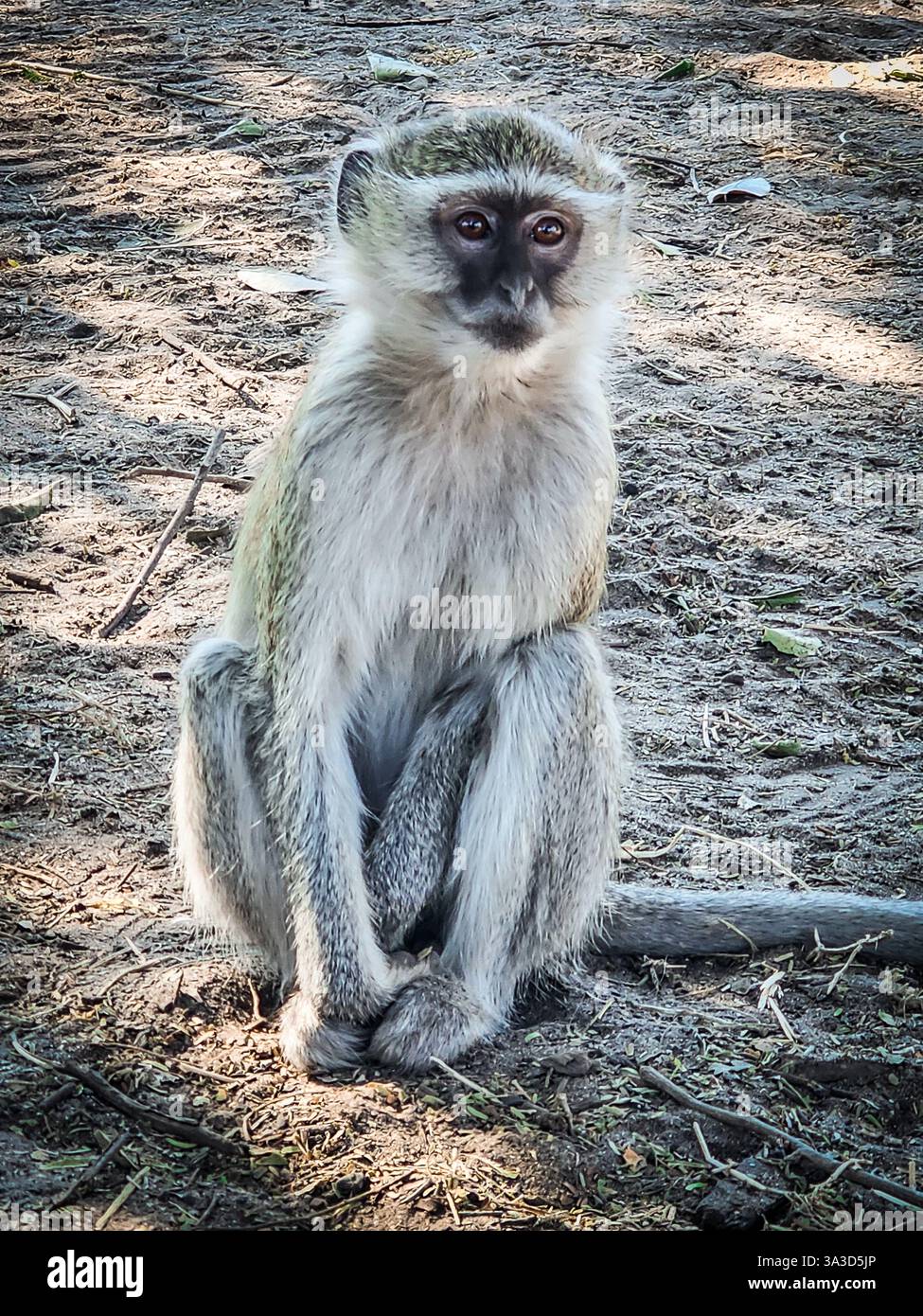 Vervet monkey (Chlorocebus pygerythrus) in Botswana, Africa Stock Photo ...