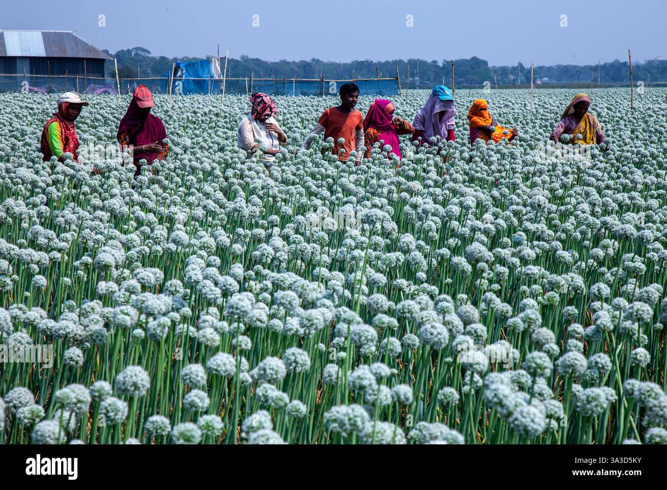 Onion flowers pollination in hi-res stock photography and images - Alamy
