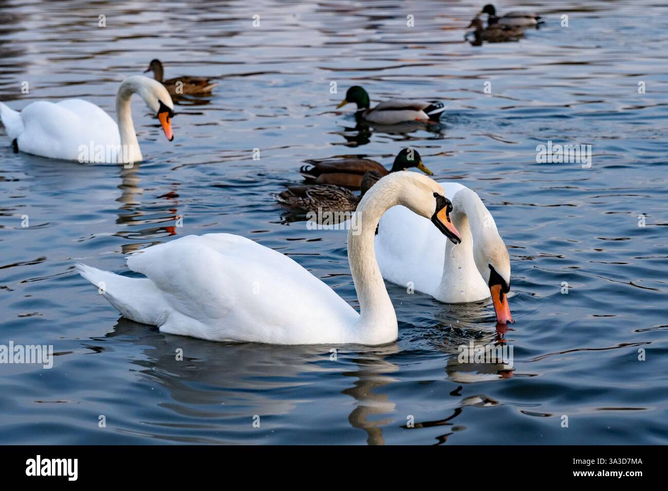 Two elegant swans glide through tranquil water, accompanied by several ...