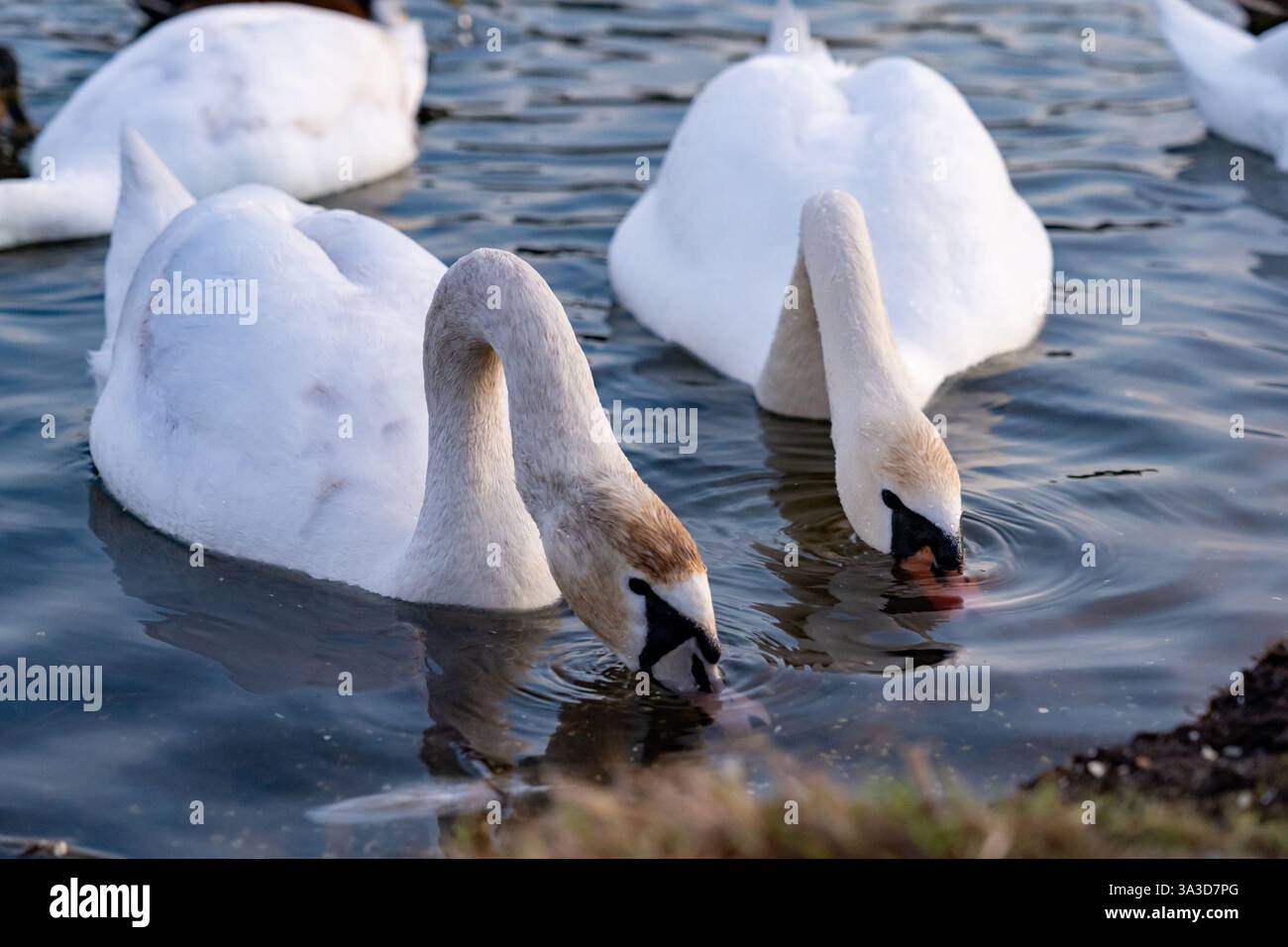 Two swans with elegant necks are foraging in a peaceful lake, gently ...