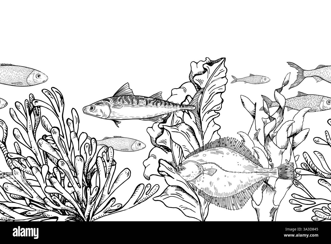 Sea fish flounder, mackerel, seaweed, and coral in black white vector ...