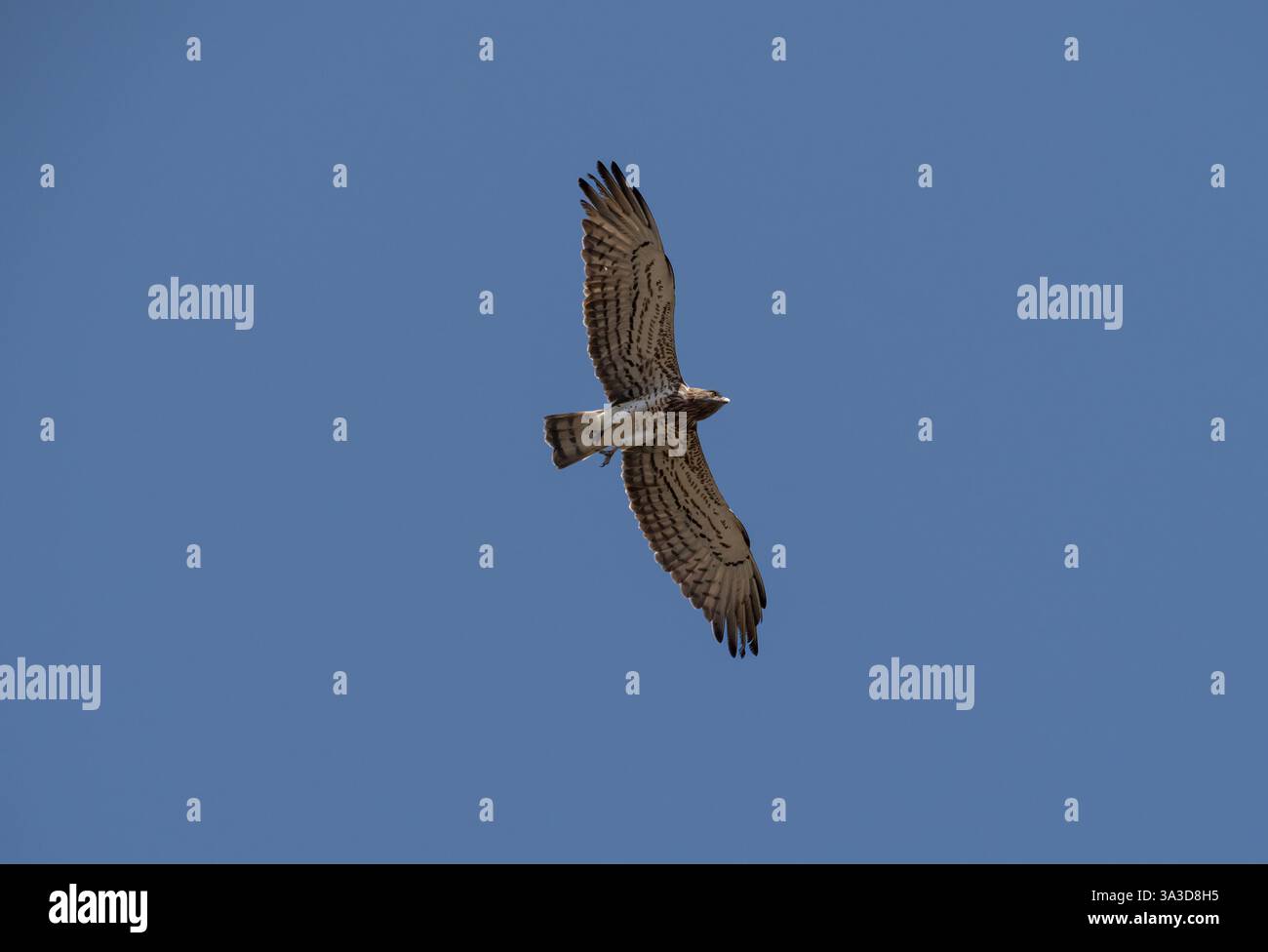 Red tail hawk mating hi-res stock photography and images - Alamy