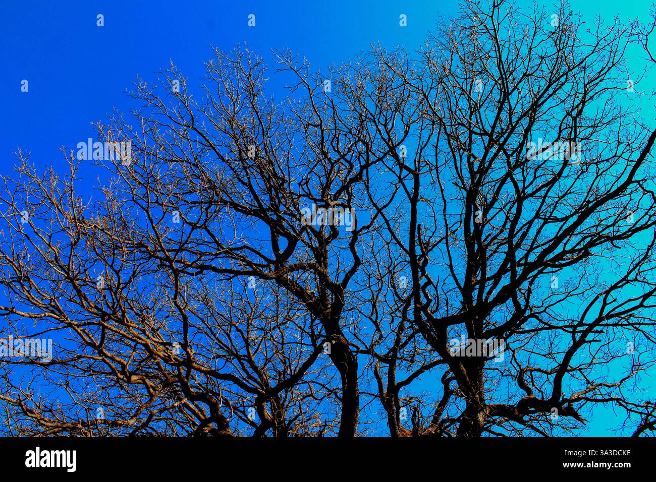 Majestic leafless tree with intricate branches silhouetted against a ...