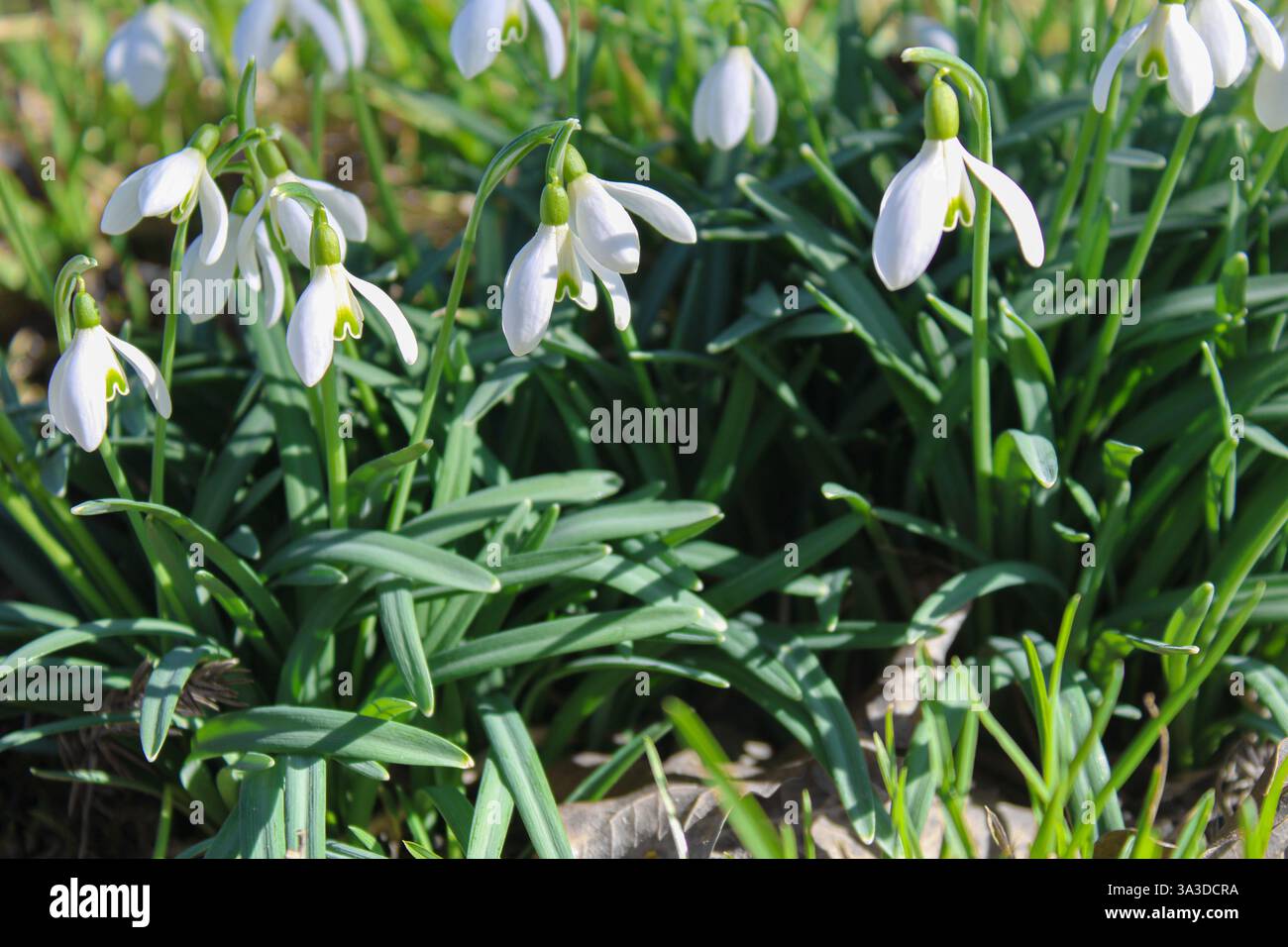 Delicate Snowdrops Blooming in Early Spring – A Symbol of Renewal, Hope ...