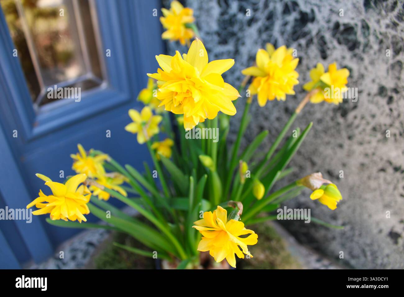 A beautiful cluster of double daffodils with bright yellow petals ...