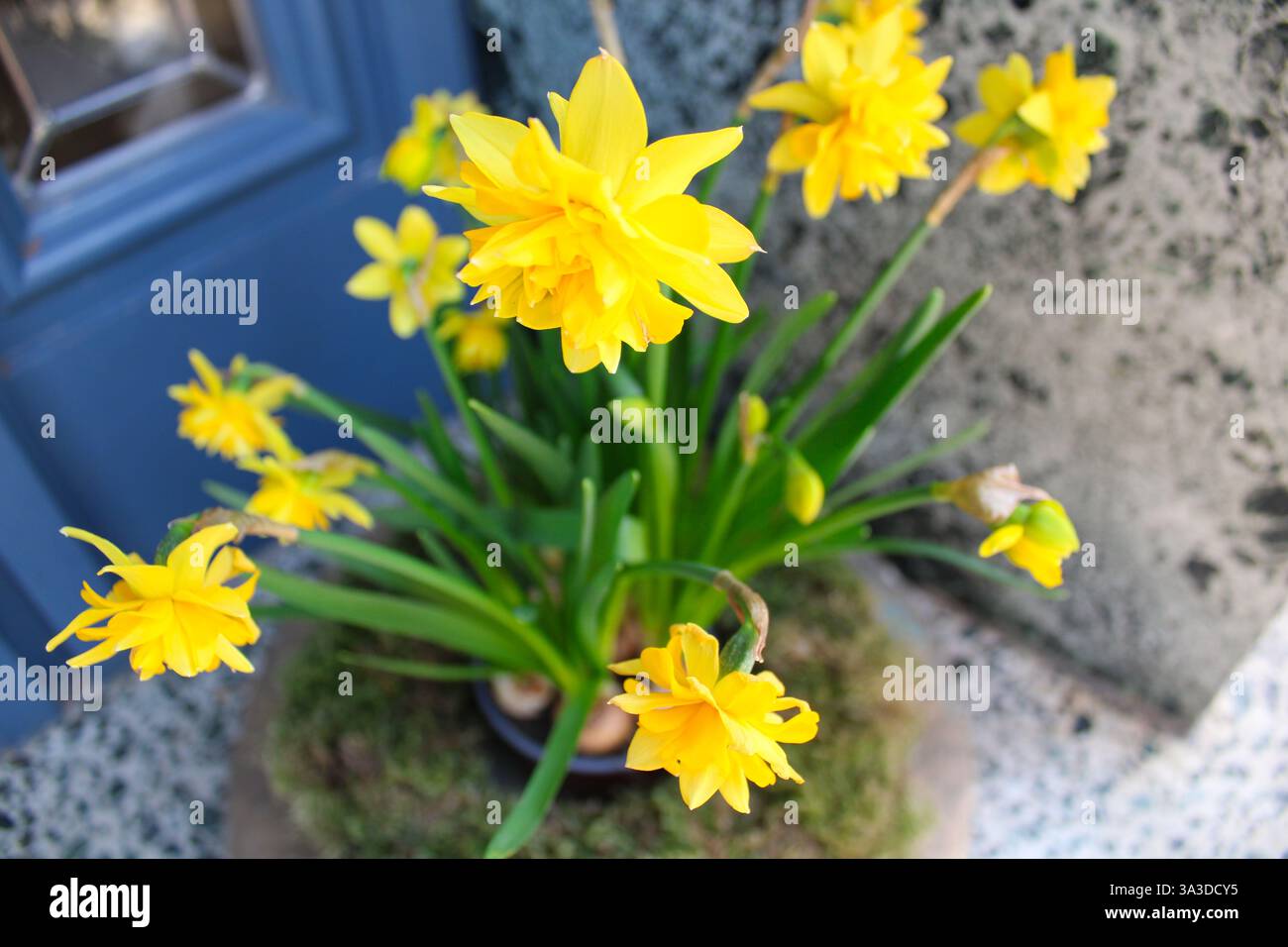 Bright yellow double daffodils in full bloom, adding a cheerful touch to a rustic entrance with ...