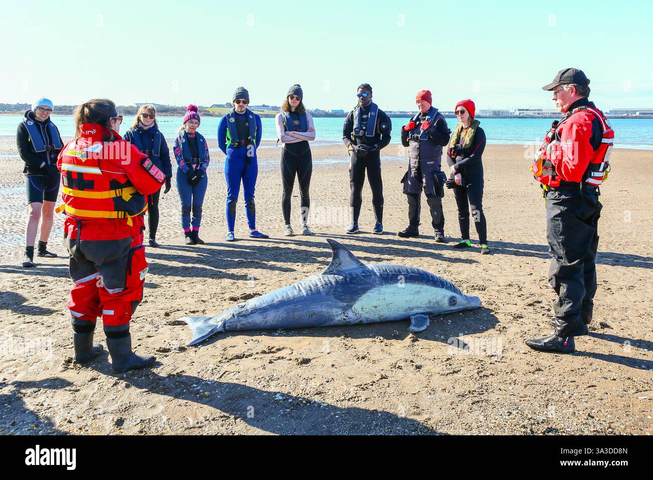 15 March 2025. Barassie, UK. Members of the British Divers Marine Life ...