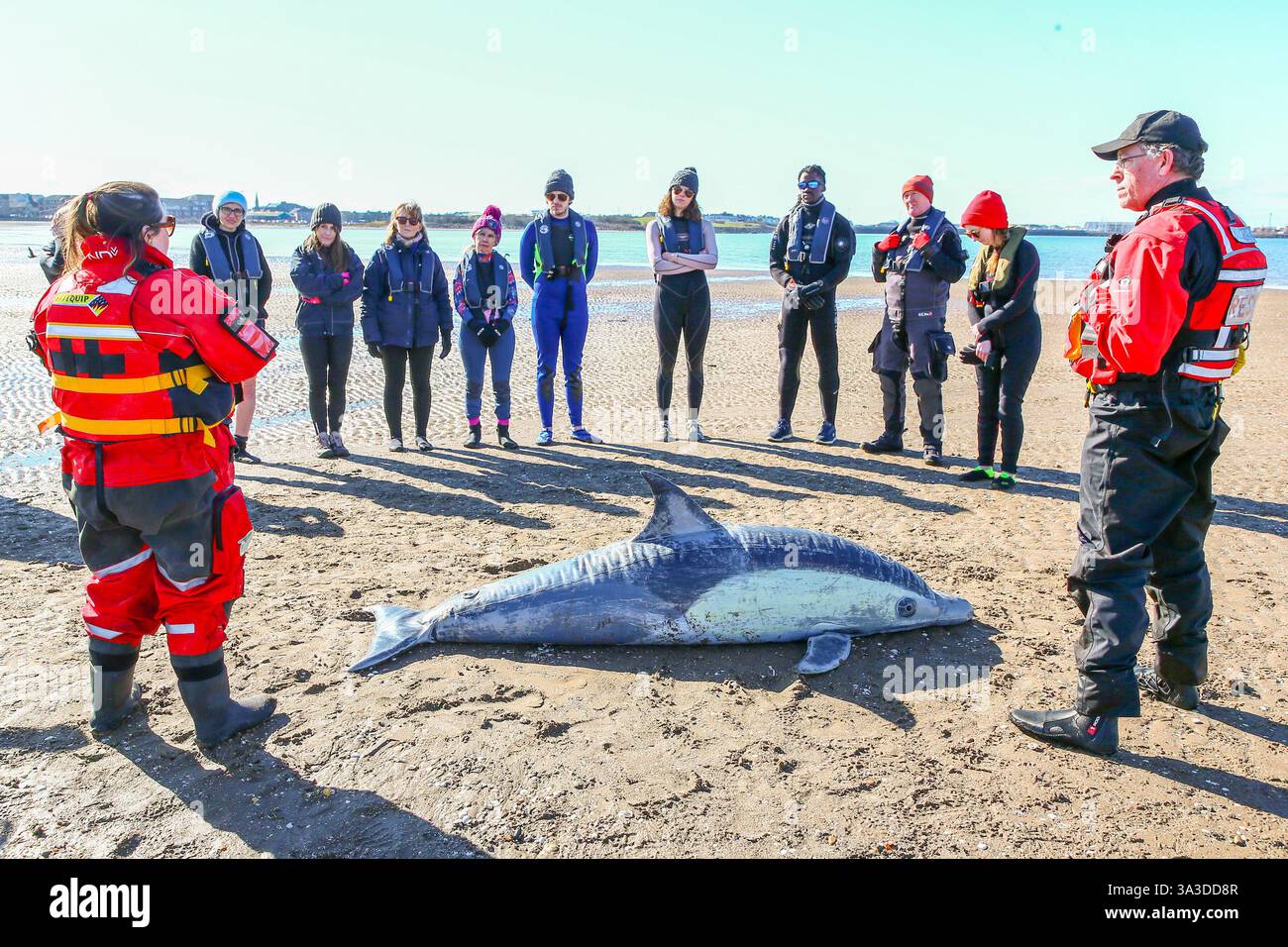 15 March 2025. Barassie, UK. Members of the British Divers Marine Life ...