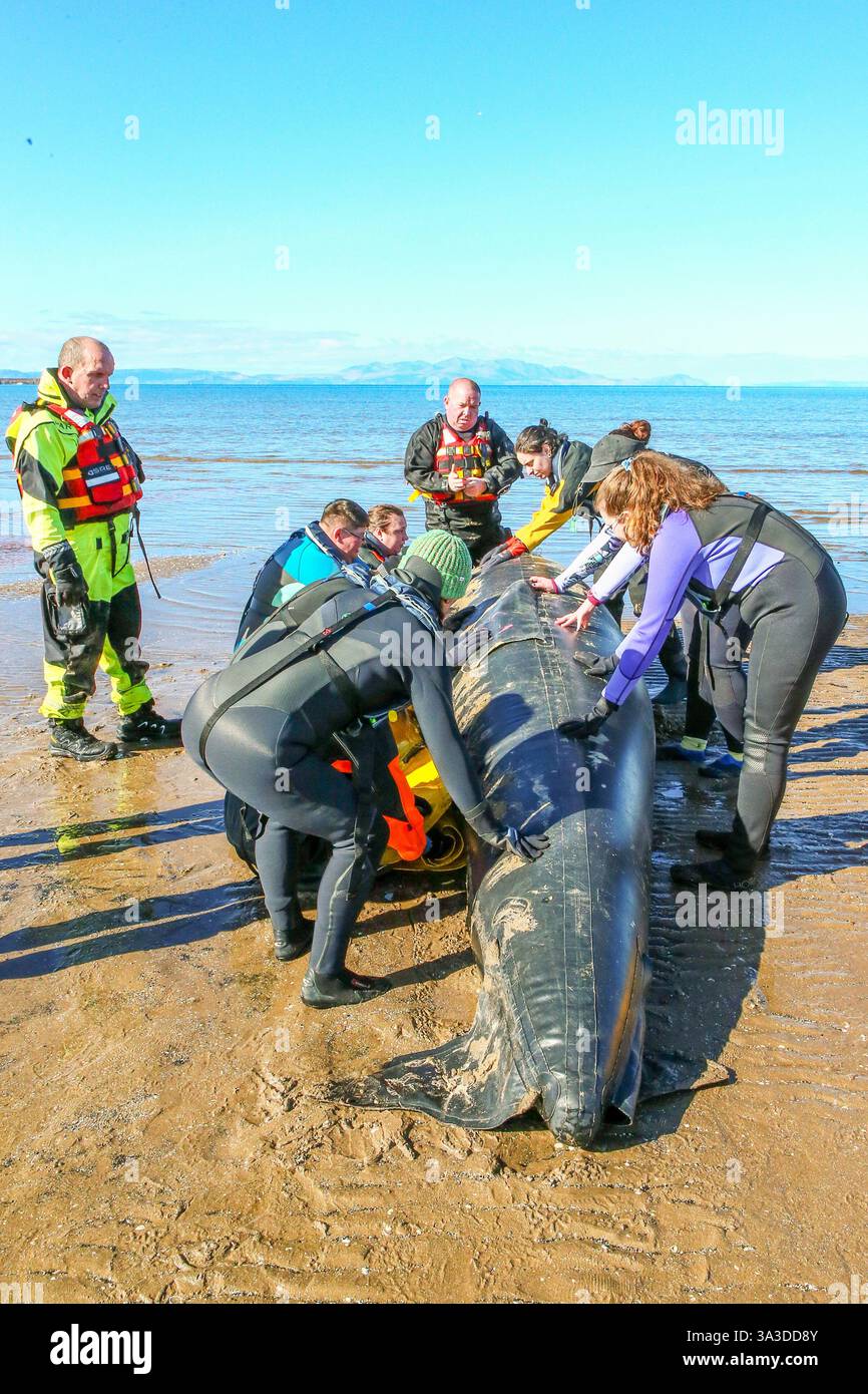 15 March 2025. Barassie, UK. Members of the British Divers Marine Life ...