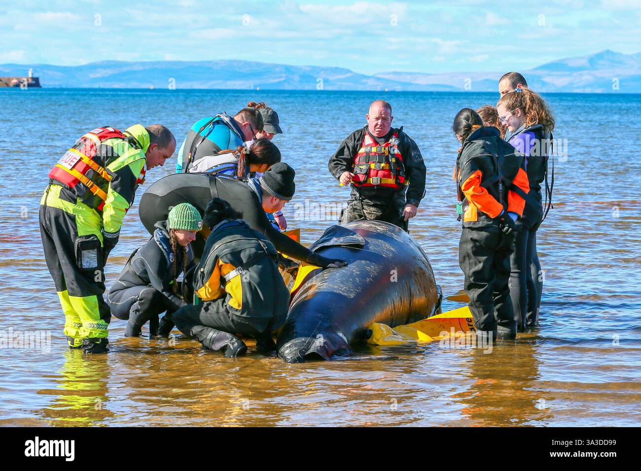 15 March 2025. Barassie, UK. Members of the British Divers Marine Life ...