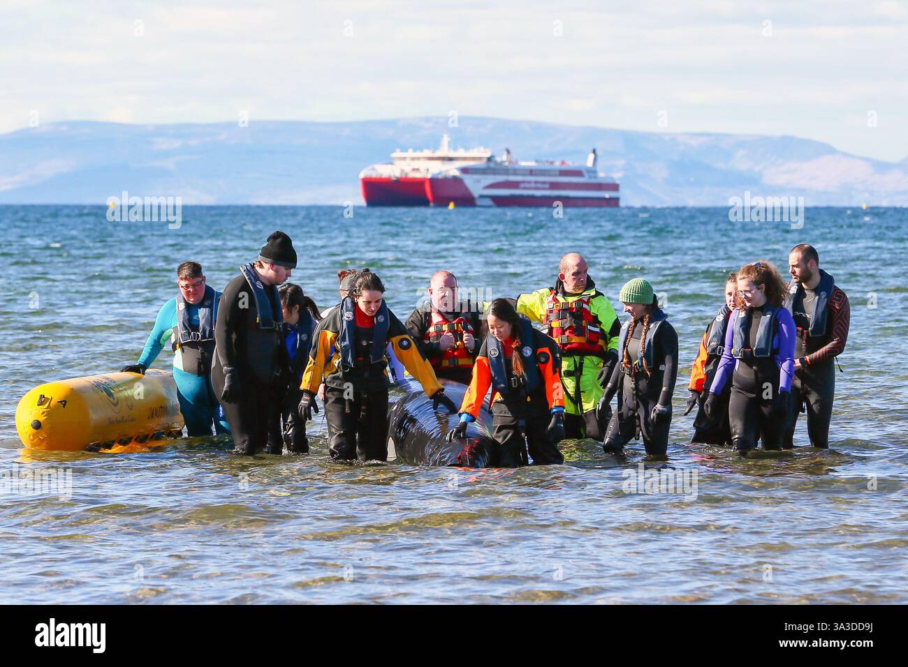 15 March 2025. Barassie, UK. Members of the British Divers Marine Life ...