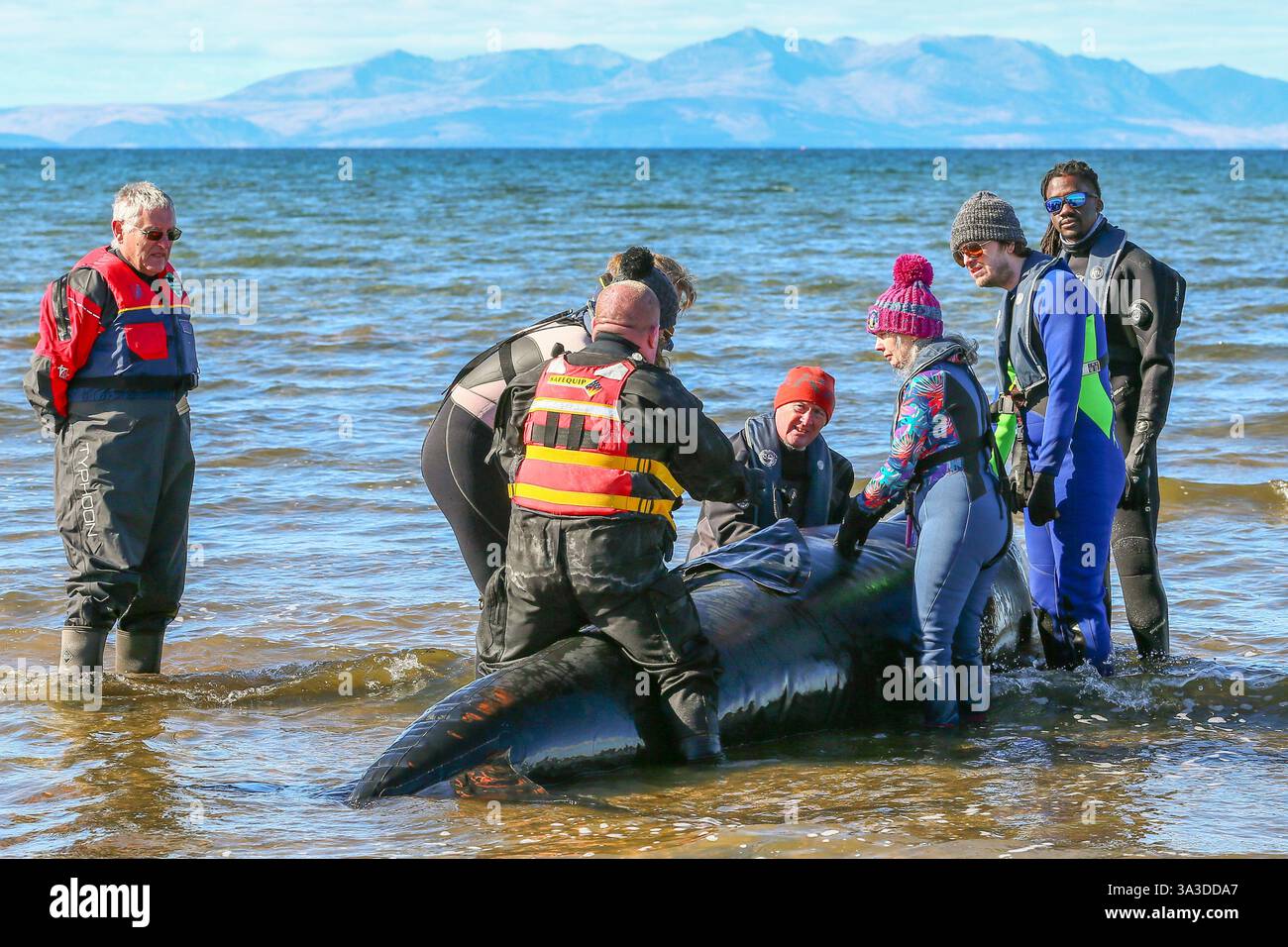 Barassie, UK. 15th Mar, 2025. Members of the British Divers Marine Life ...