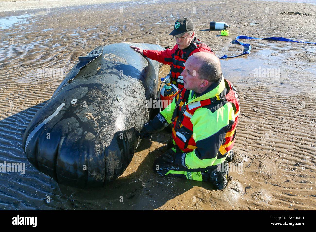 15 March 2025. Barassie, UK. Members of the British Divers Marine Life ...