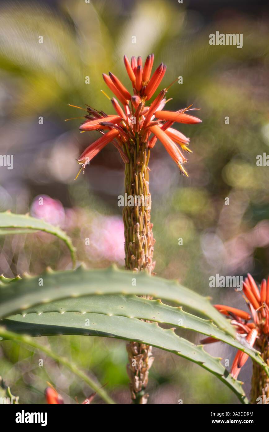 Aloe Vera in Bloom - Stunning Red Flowers with Dreamy Bokeh Background ...