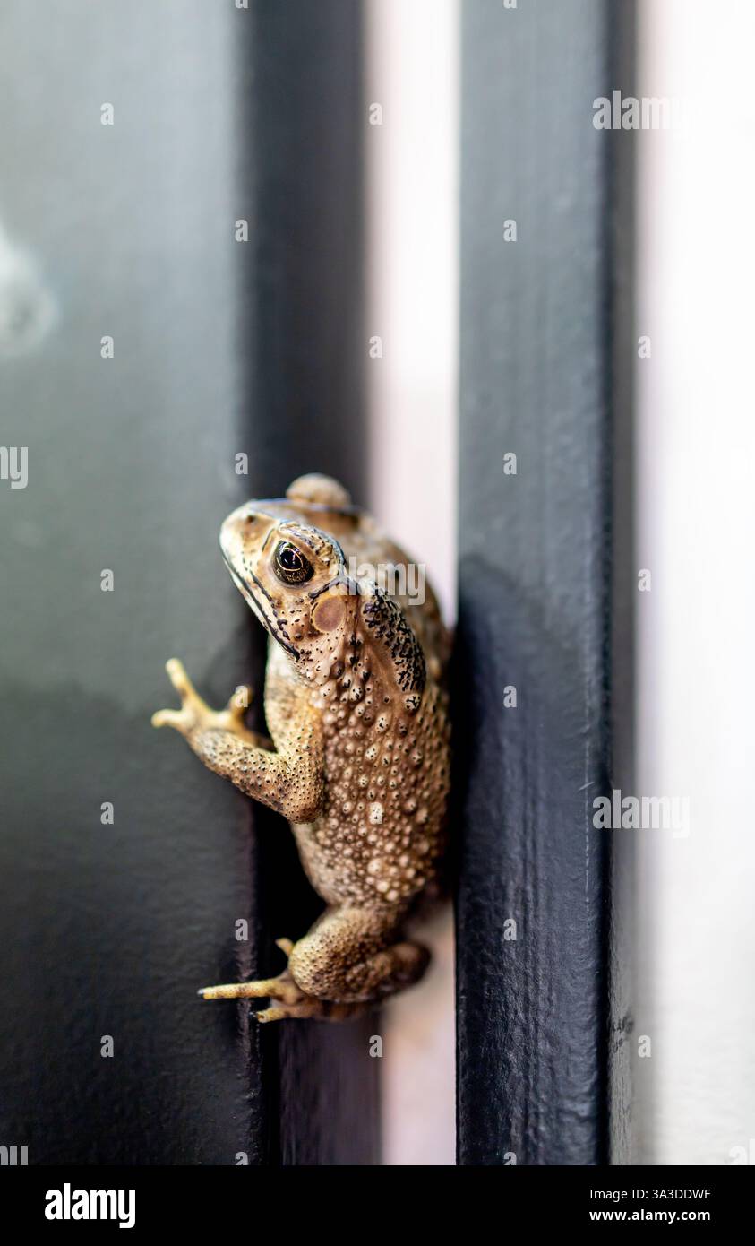 Toad stuck on a pole they are dry, warty skin Stock Photo - Alamy