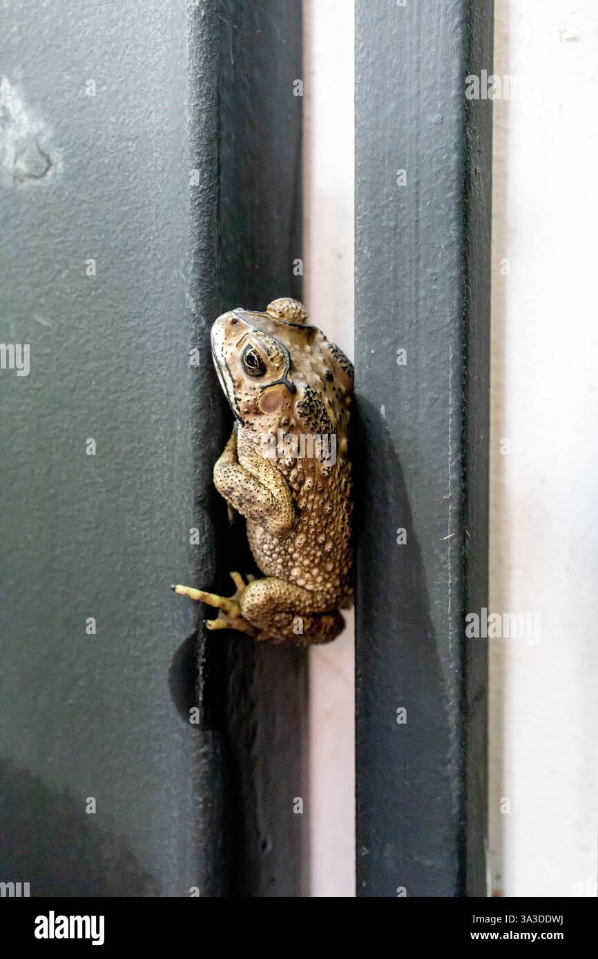 Toad stuck on a pole they are dry, warty skin Stock Photo - Alamy