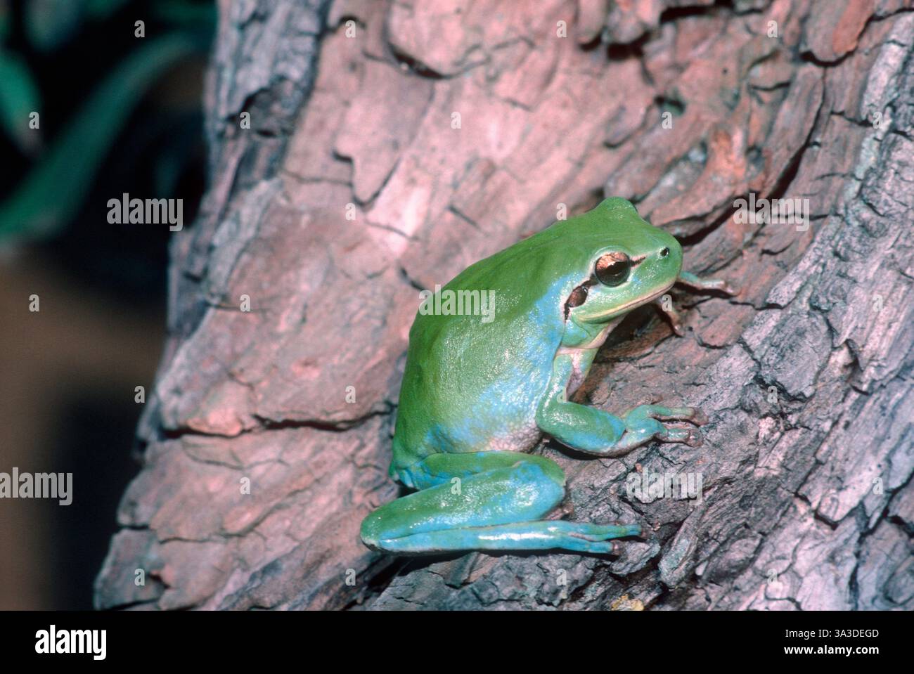 Stripeless Tree Frog. Hyla meridionalis, Green with blue spots Stock ...