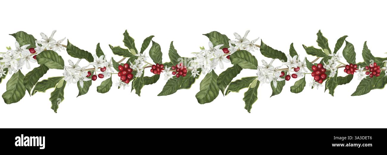 Coffee tree branches and red berries. Digital watercolor illustration ...
