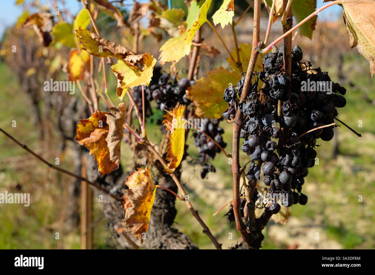 Overripe Grapes. Vineyard Plot in the Autumn Sunlight. Provence, France ...