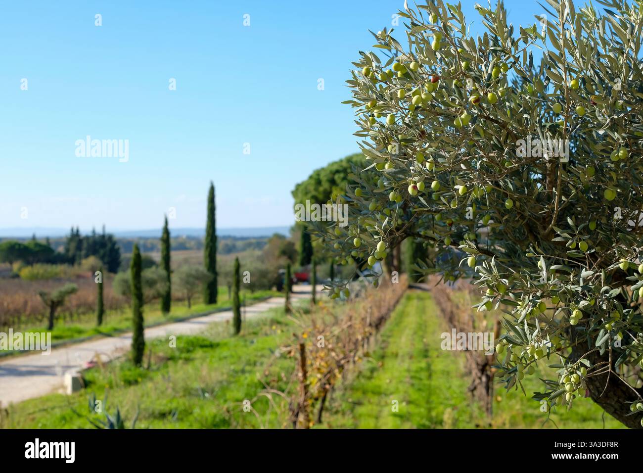 Rows tall olive trees hi-res stock photography and images - Alamy