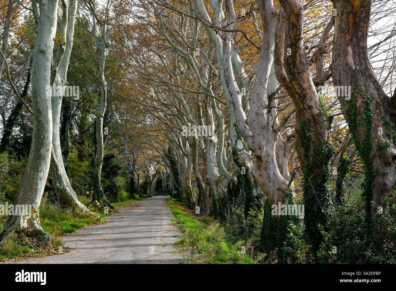 Plane trees provence hi-res stock photography and images - Alamy